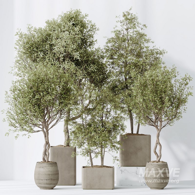 Indoor plants set 106 Olive Artificial Olivo Olea Tree and Mission ...