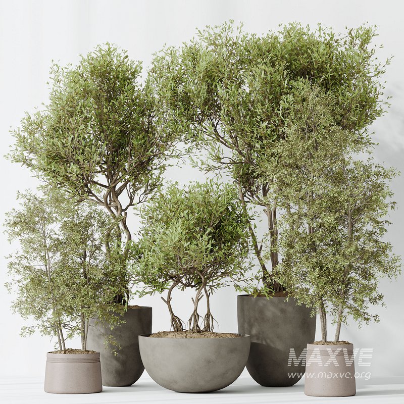 Indoor plants set 106 Olive Artificial Olivo Olea Tree and Mission ...