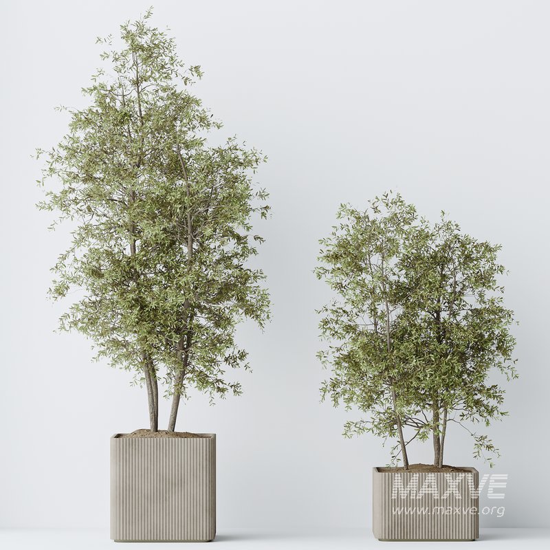 Indoor plants set 106 Olive Artificial Olivo Olea Tree and Mission ...