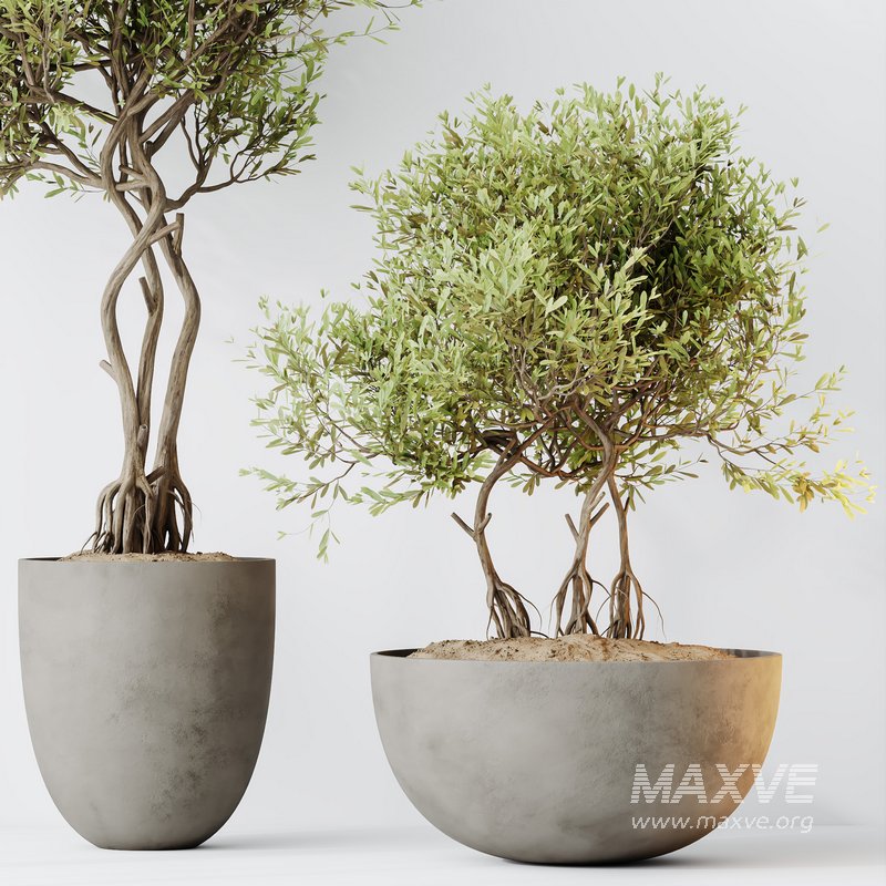 Indoor plants set 106 Olive Artificial Olivo Olea Tree and Mission ...