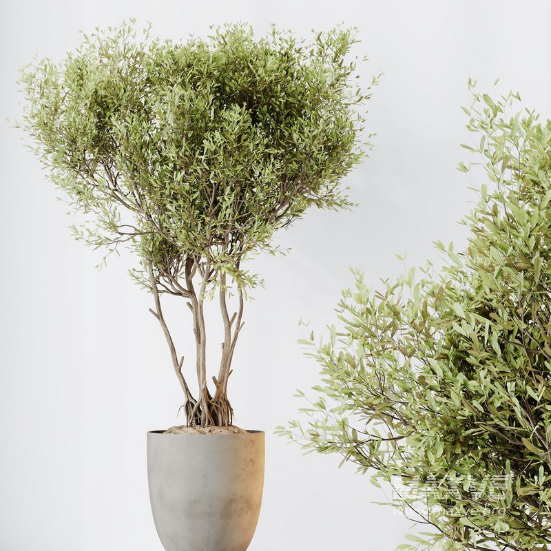 Indoor plants set 106 Olive Artificial Olivo Olea Tree and Mission ...