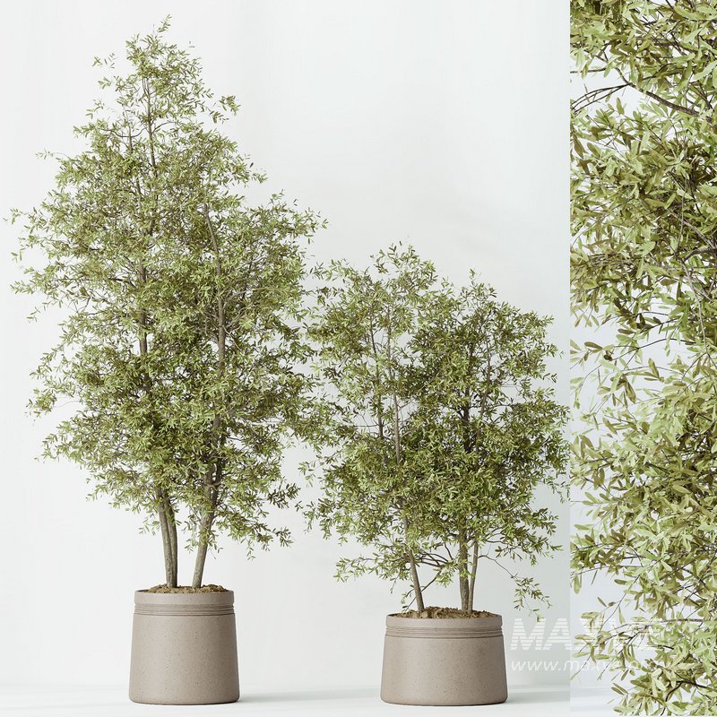 Indoor plants set 106 Olive Artificial Olivo Olea Tree and Mission ...