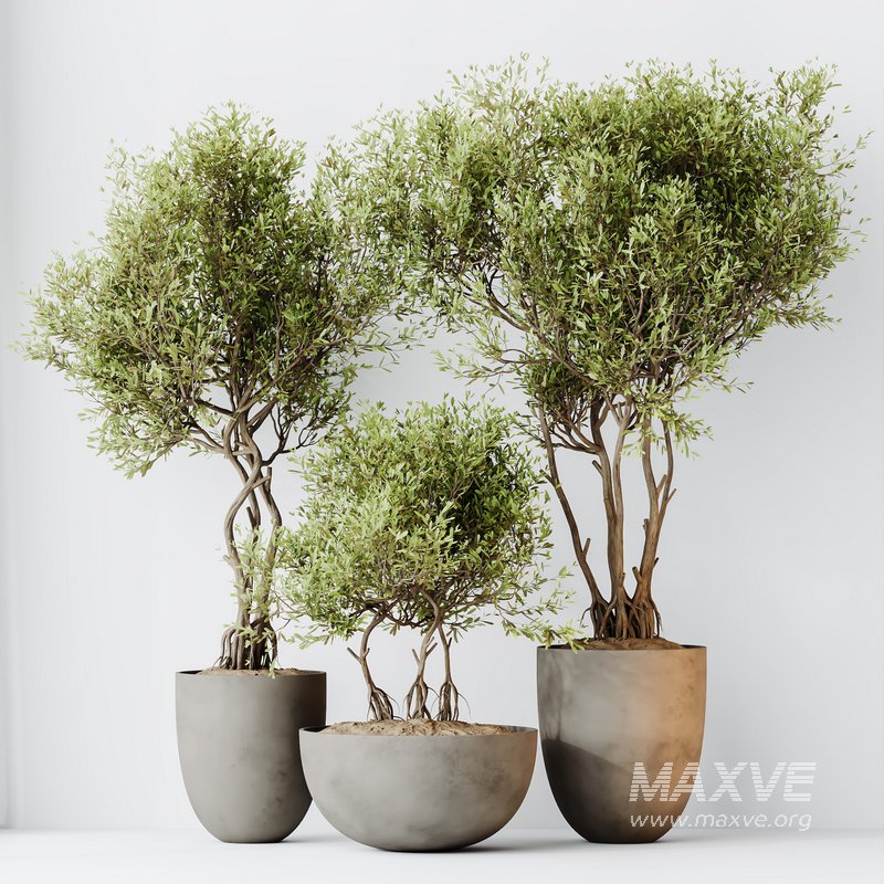 Indoor plants set 106 Olive Artificial Olivo Olea Tree and Mission ...