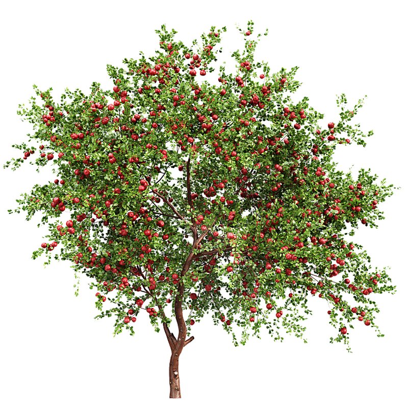 Apple fruit tree 3d model Download Maxve