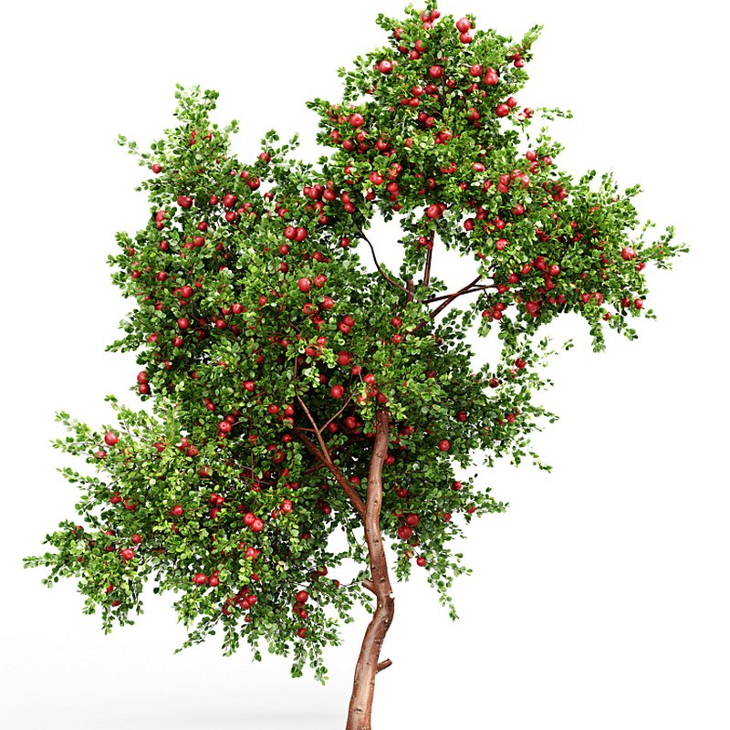 Apple fruit tree 3d model Download Maxve