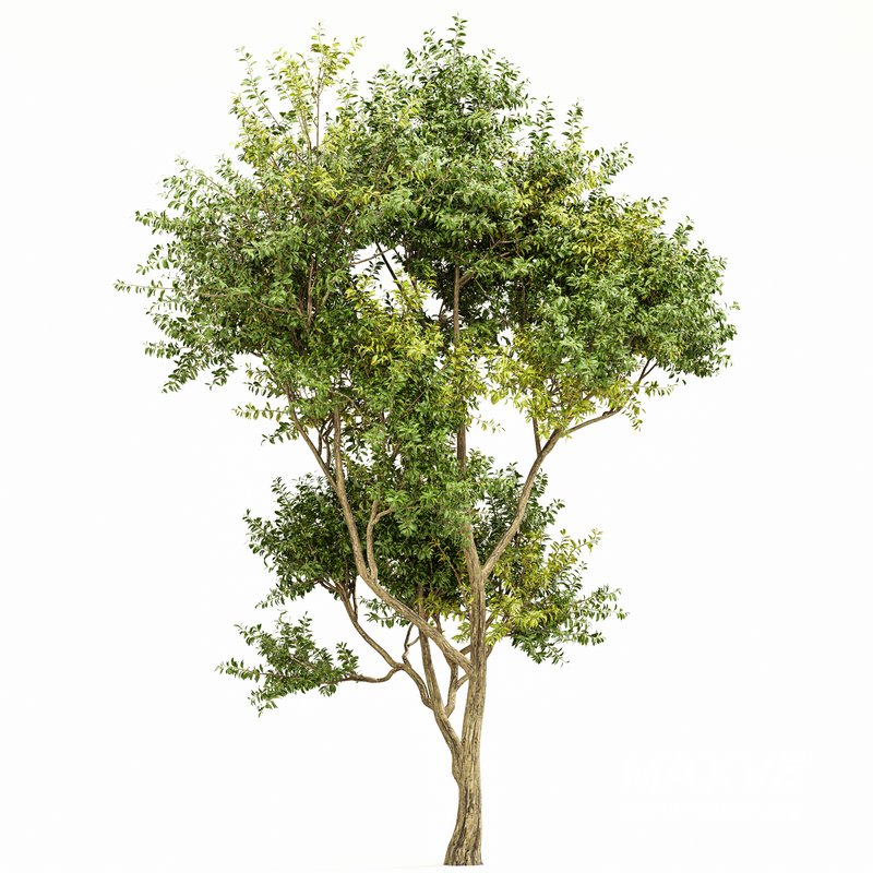 Eucalyptus Tree 3d model Download Maxve