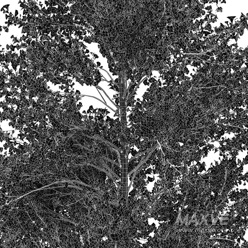 Maidenhair Tree Ginkgo Biloba Fall 3d model Download Maxve