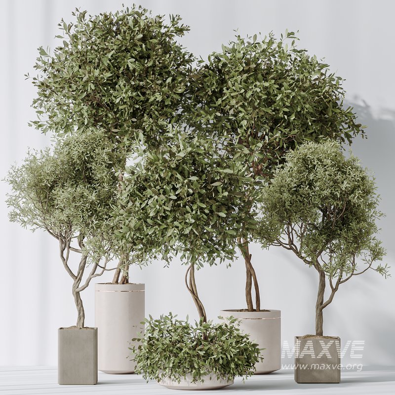 HousePlants Olive Artificial Olivo Olea Tree 3d model Download Maxve