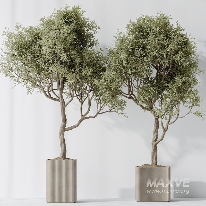 Indoor plants set 106 Olive Artificial Olivo Olea Tree and Mission ...