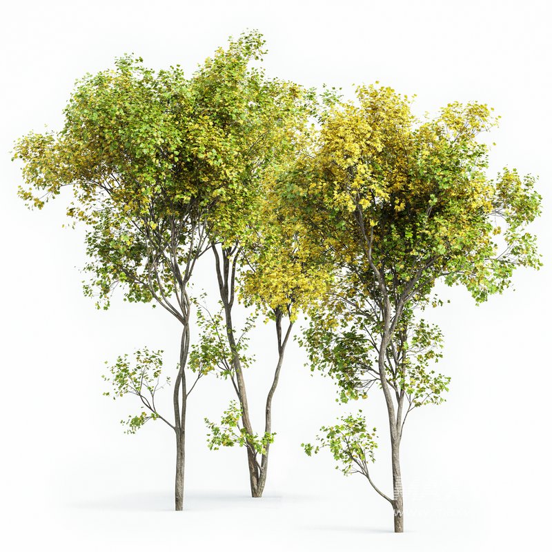 summer fall trees Sydney blue gum and Acer Saccharinum 3d model ...