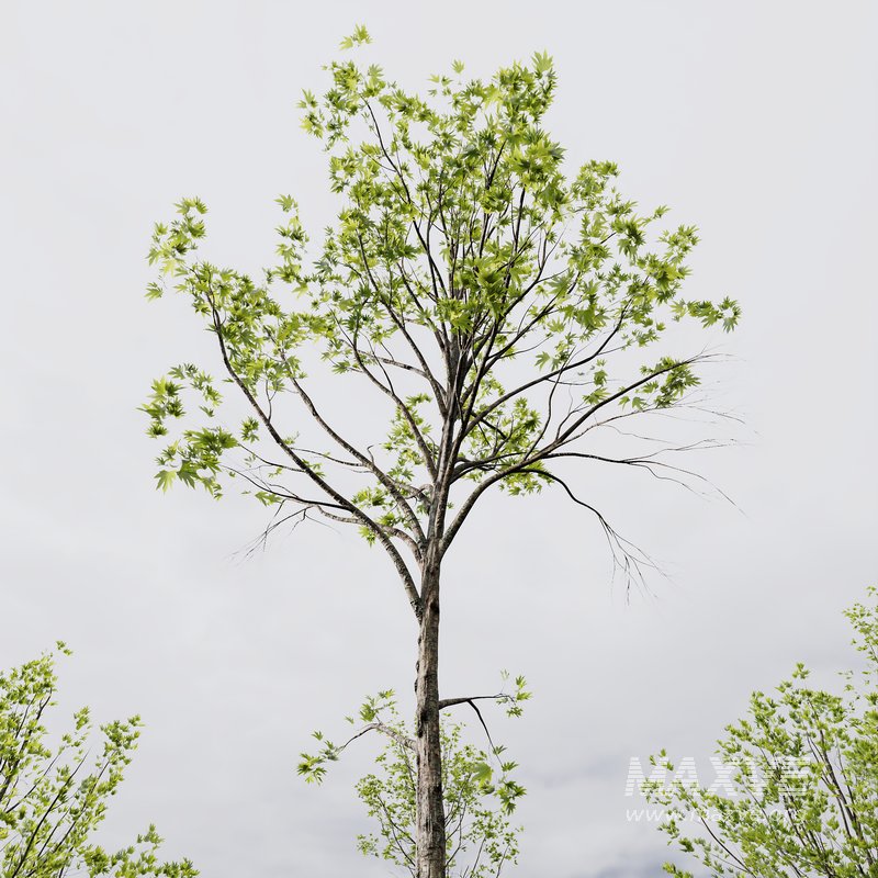 spring trees Acer Pseudoplatanus and Acer Saccharinum 3d model Download ...