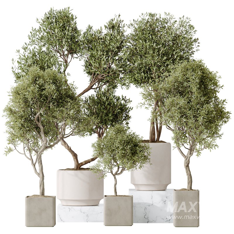 HousePlants Olive Artificial Olivo Olea Tree 3d model Download Maxve