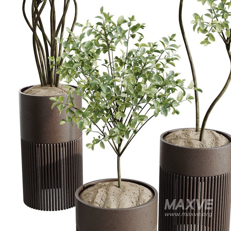HousePlants Olive Artificial Olivo Olea Tree 3d model Download Maxve
