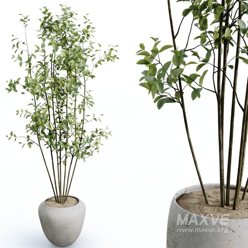 HousePlants Olive Artificial Olivo Olea Tree 3d model Download Maxve