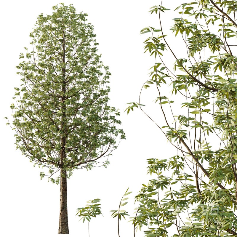 fraxinus excelsior Tree11 3d model Download Maxve