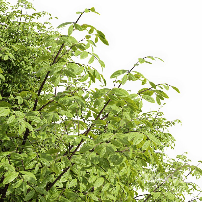 Real tree quercus serrata 3d model Download Maxve