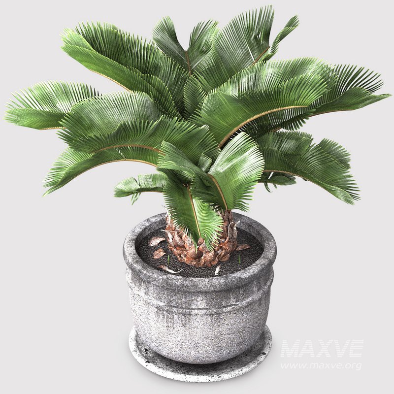 sago palm tree 3d model Download Maxve