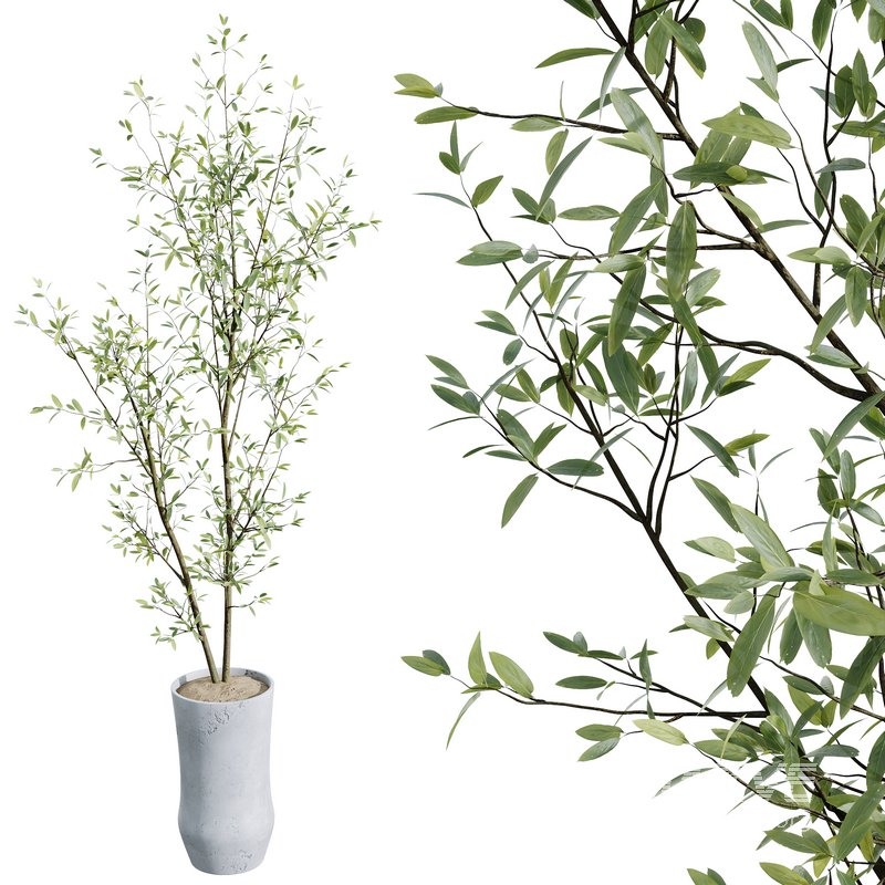 HousePlants Olive Artificial Olivo Olea Tree 3d model Download Maxve