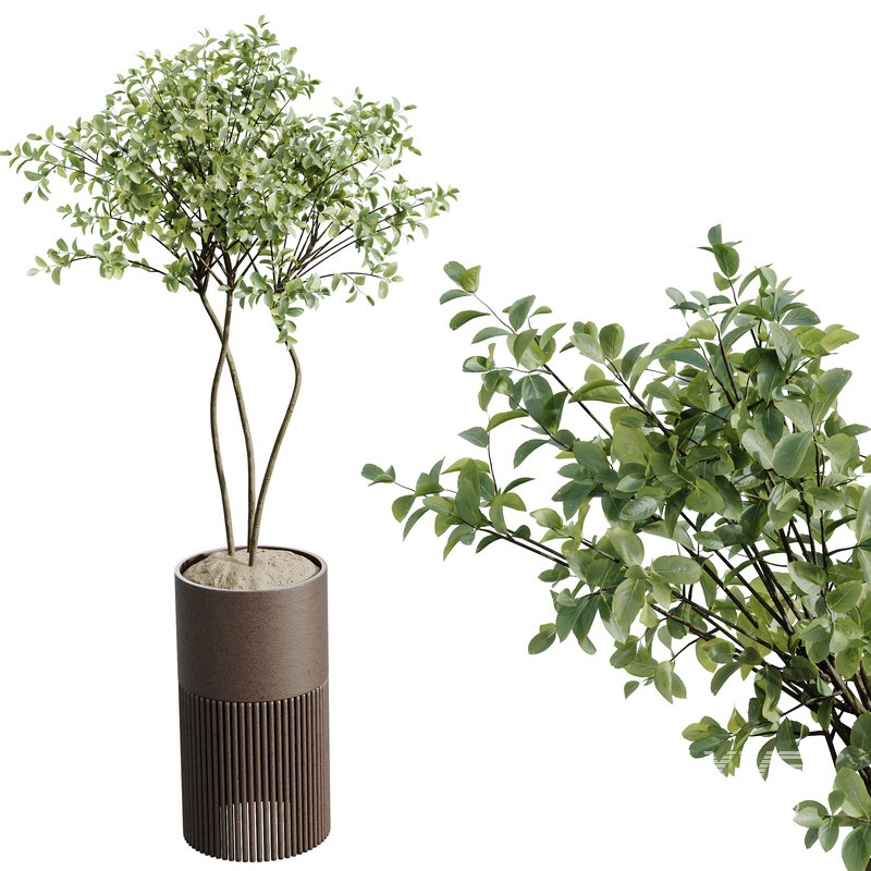 HousePlants Olive Artificial Olivo Olea Tree 3d model Download Maxve