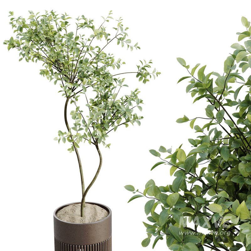 HousePlants Olive Artificial Olivo Olea Tree 3d model Download Maxve