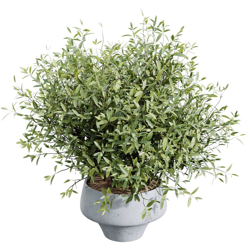 HousePlants Olive Artificial Olivo Olea Tree 3d model Download Maxve