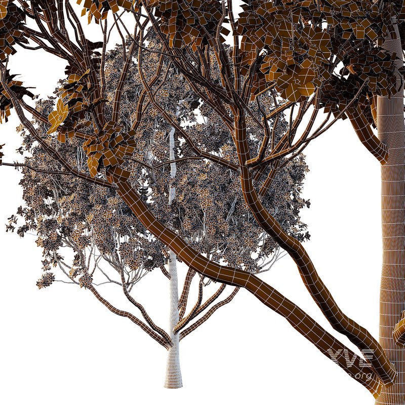 Tibouchina Semidecandra Tree10 3d model Download Maxve