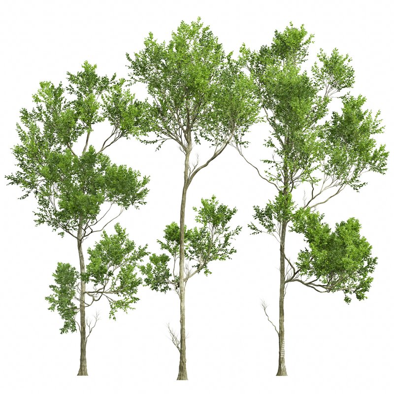 spring trees Fagus Grandifolia and Acer Pseudoplatanus 3d model ...