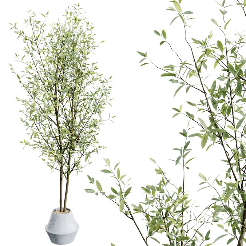 HousePlants Olive Artificial Olivo Olea Tree 3d model Download Maxve