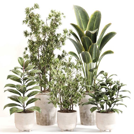 Indoor Plant Set 0110 3d Model Download Maxve