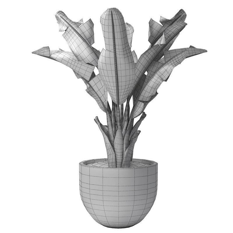 tropical indoor plant tree 3d model Download Maxve