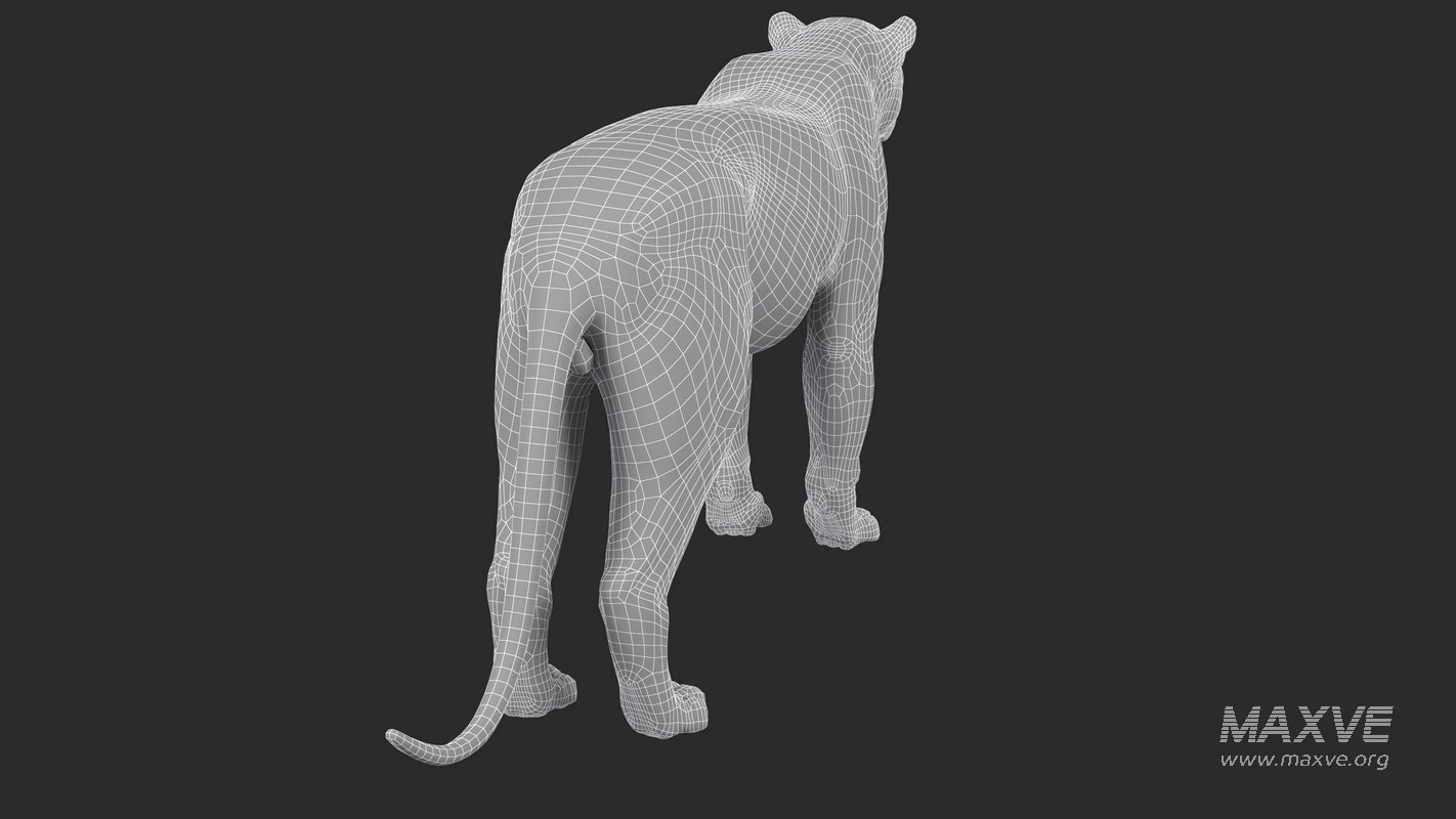 Leopard 3d model Download Maxve