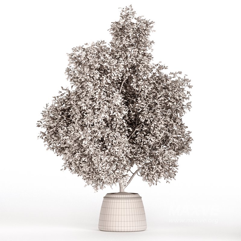 Indoor Plant Set 025 3d model download free maxve