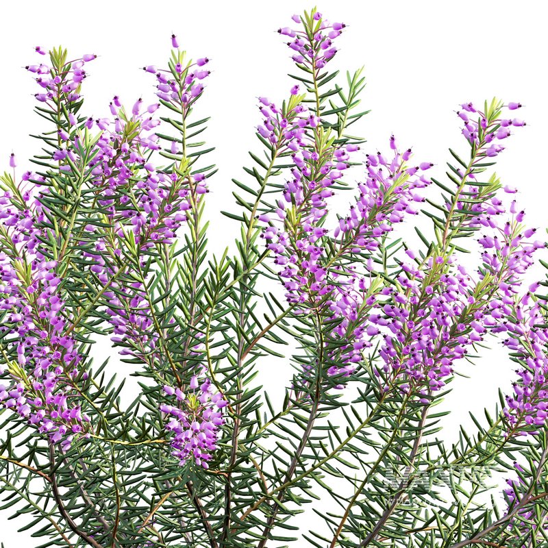 Erica multiflora - Mediterranean Heath - Erica flowers 3d model ...