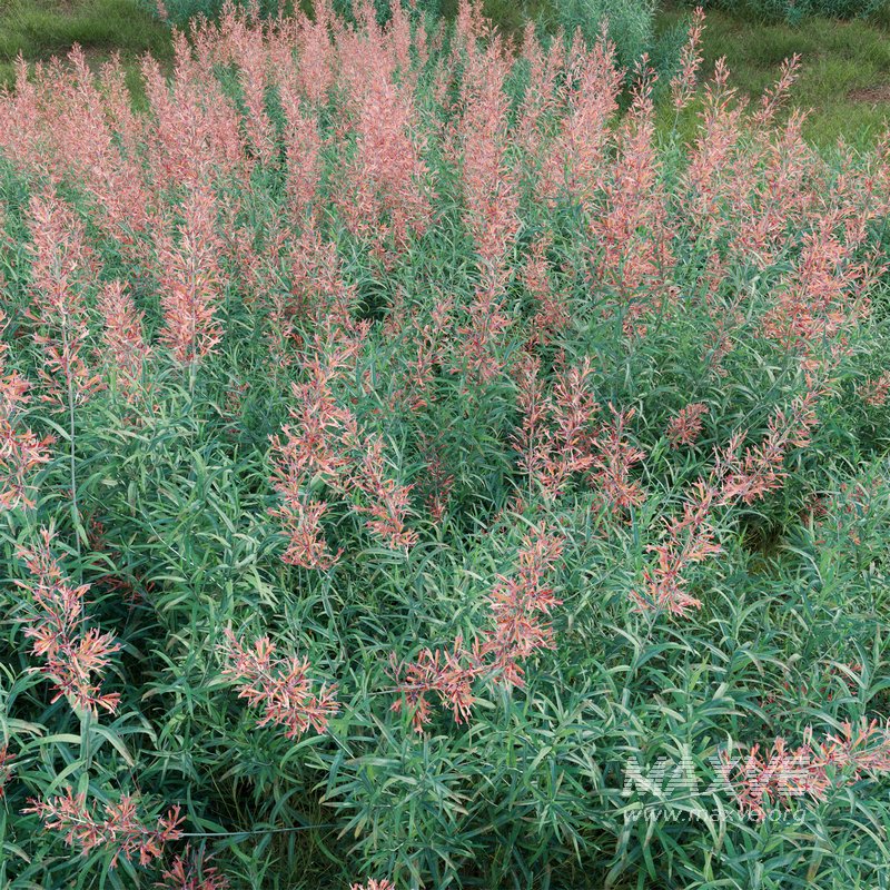 Agastache rupestris - Sunset Hyssop 3d model Download Maxve