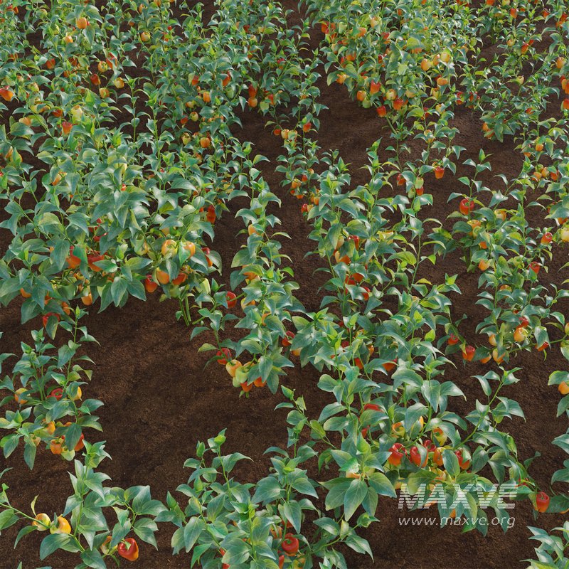 Capsicum annuum - Bell pepper 3d model download free maxve