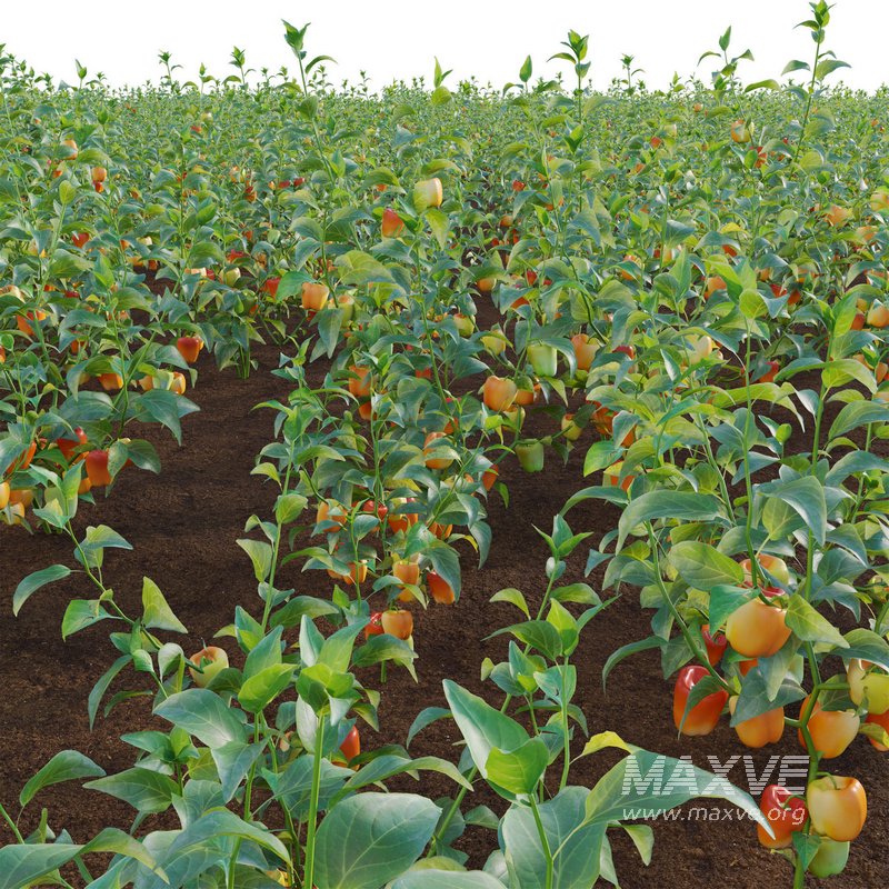 Capsicum annuum - Bell pepper 3d model download free maxve