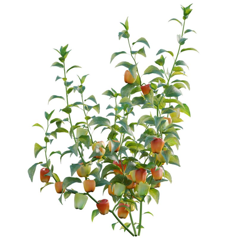 Capsicum annuum - Bell pepper 3d model download free maxve
