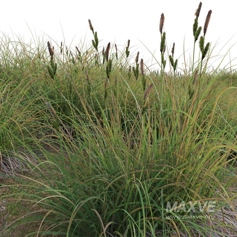 Carex elata - Bowles Golden Sedge 3d model download free maxve