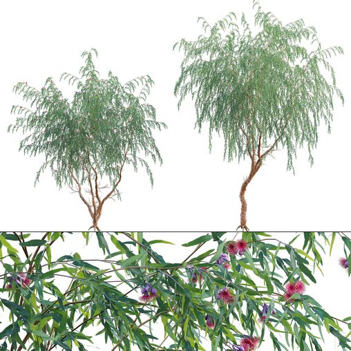 Eucalyptus Caesia Silver Princess - Gum Tree 02 3d model Download Maxve