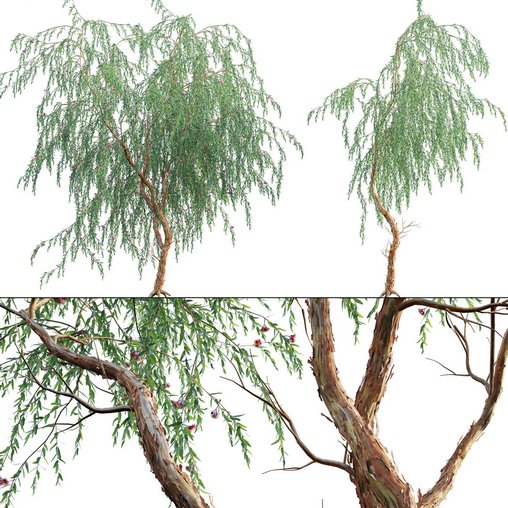 Eucalyptus Caesia Silver Princess - Gum Tree 03 3d model Download Maxve