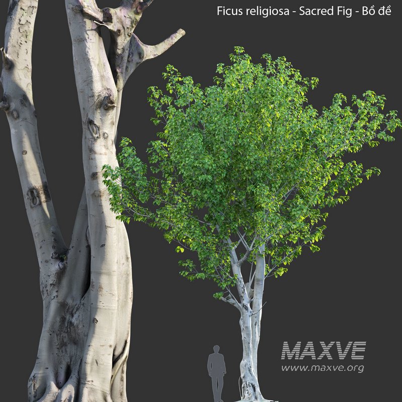 Ficus Tree Trunk 07 3d model Download Maxve