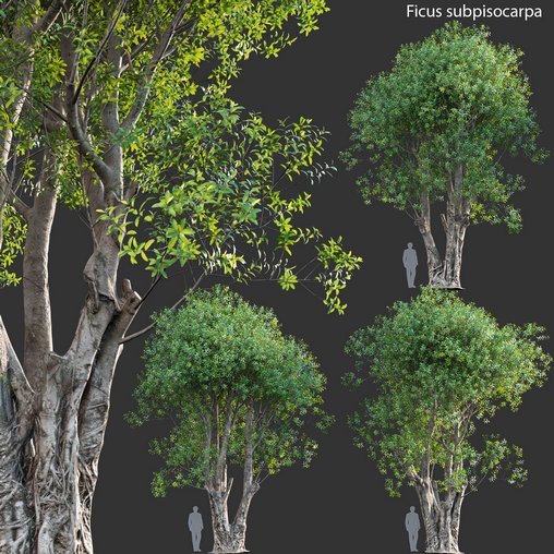 Ficus subpisocarpa - Ficus pisocarpa Blume 3d model Download Maxve
