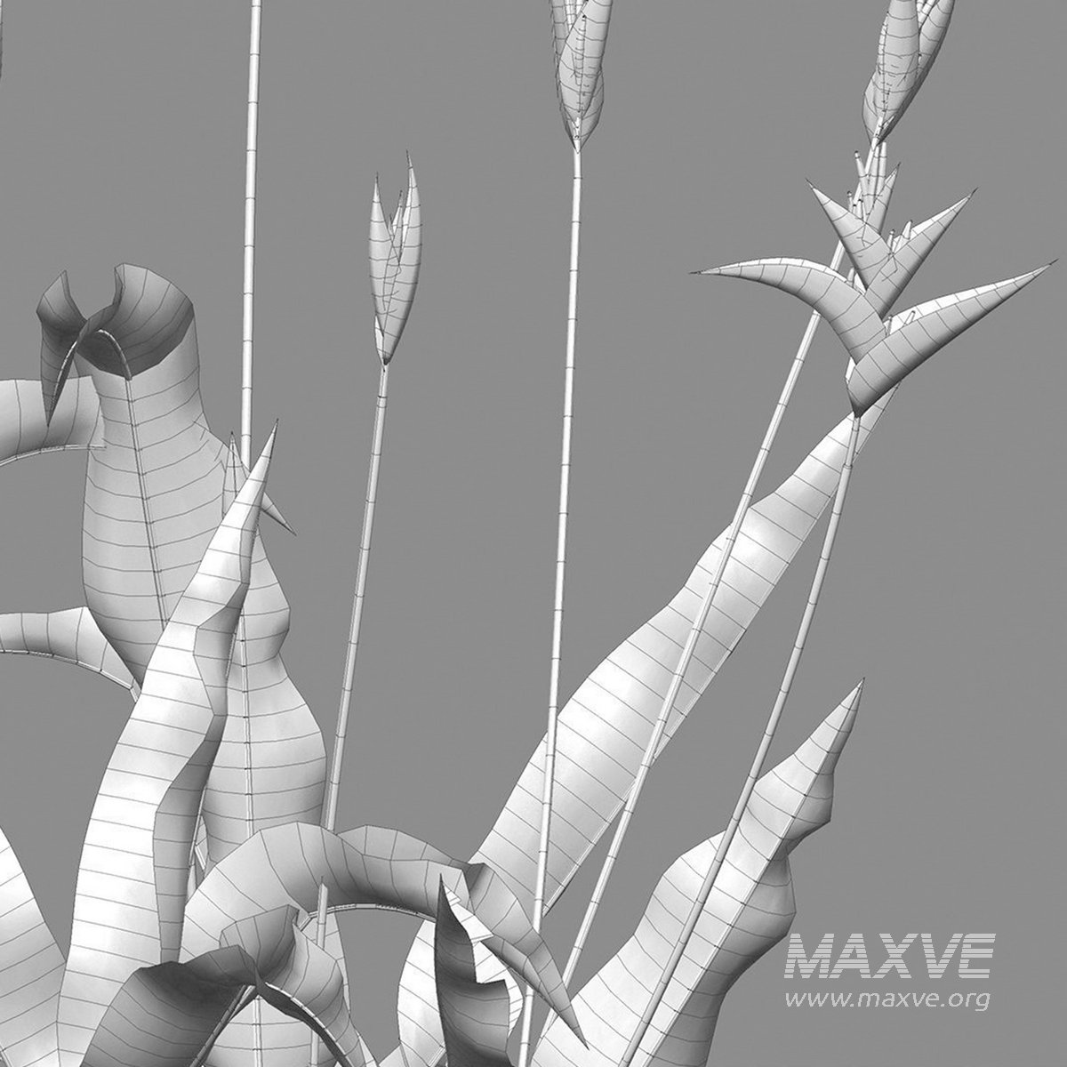 Heliconia psittacorum - Parrot Heliconia 3d model Download Maxve