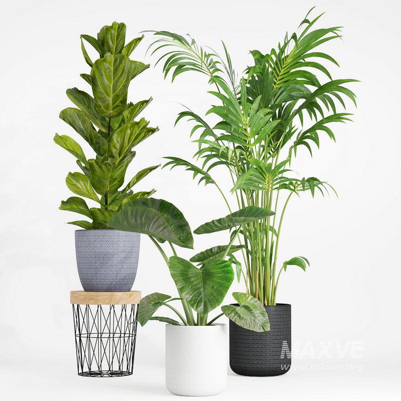 indoor plant set001 3d model download free maxve
