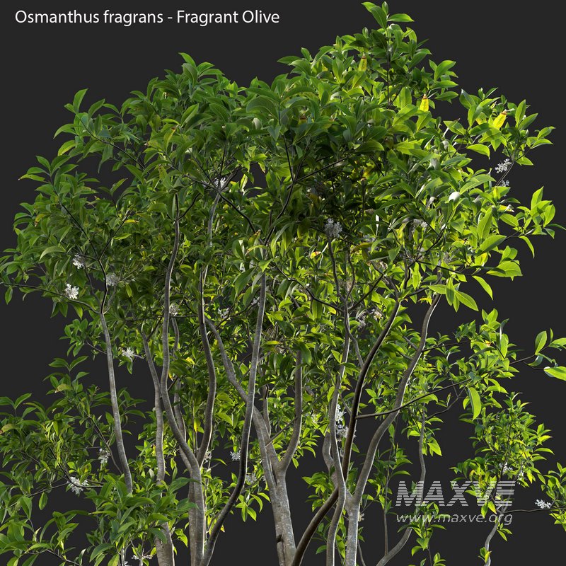 Osmanthus fragrans - Fragrant Olive 3d model Download Maxve