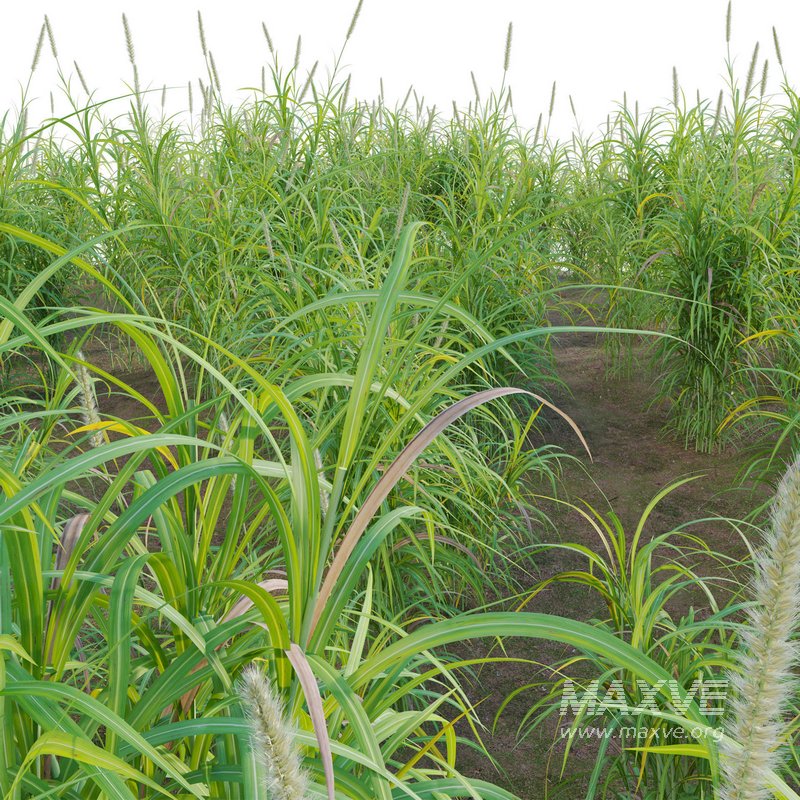 Pennisetum purpureum - Elephant grass 3d model Download Maxve