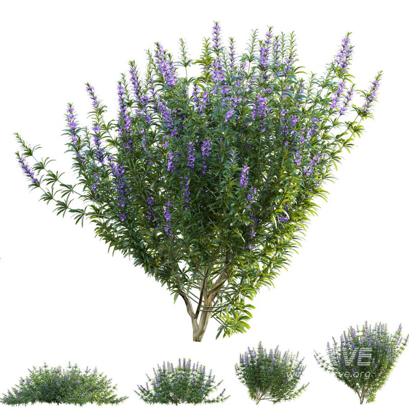 Rosmarinus officinalis - Rosemary 3d model download free maxve