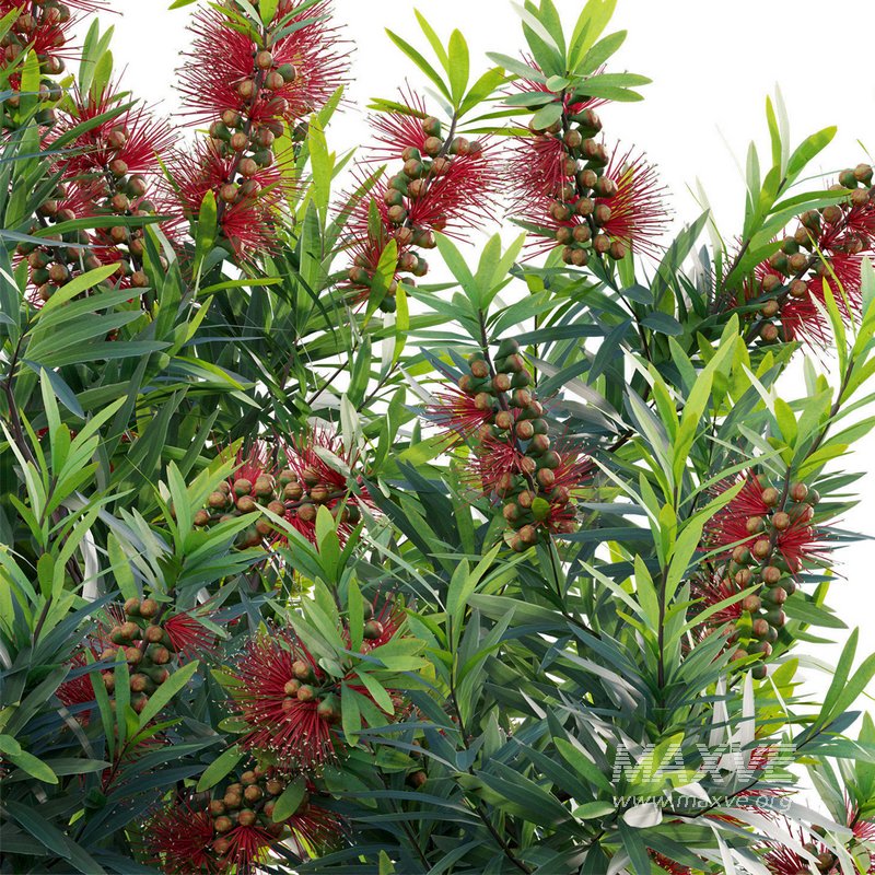 Callistemon Citrinus Little John - Little John Dwarf Red Bottlebrush 3d ...