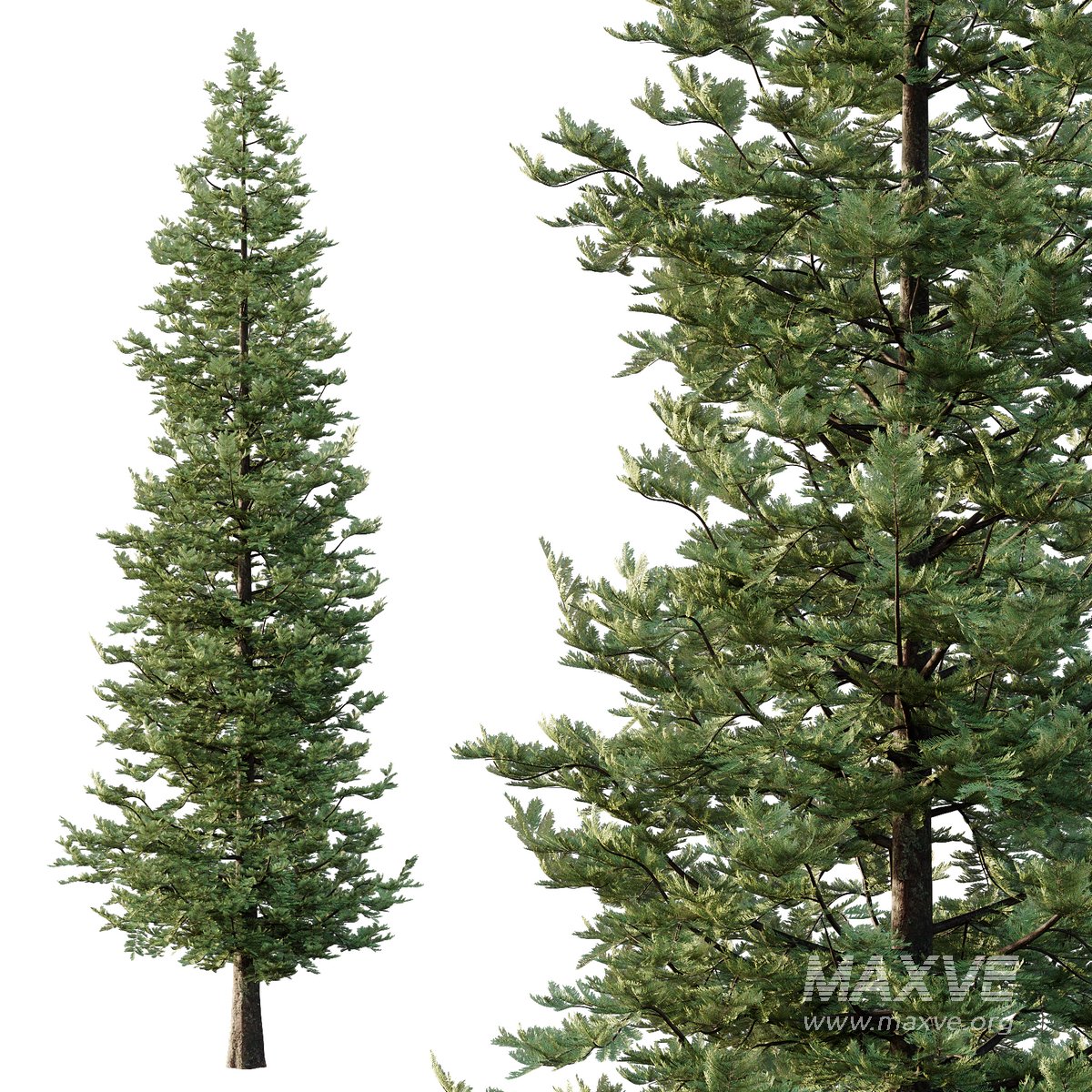 spruce tree13 3d model Download Maxve