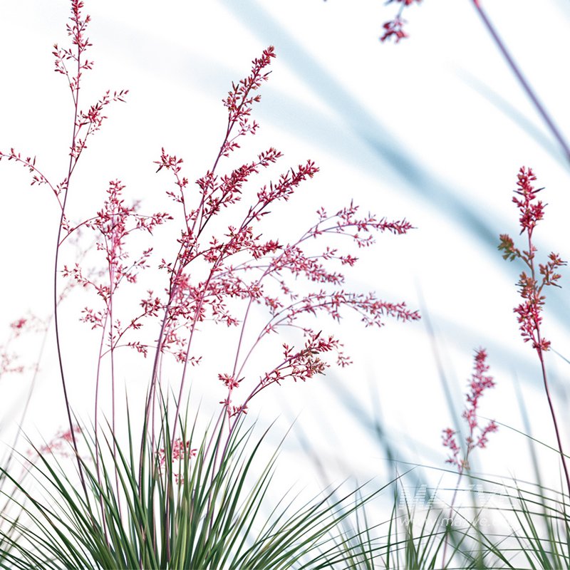 Hesperaloe Parviflora - Red Yucca 3d model Download Maxve